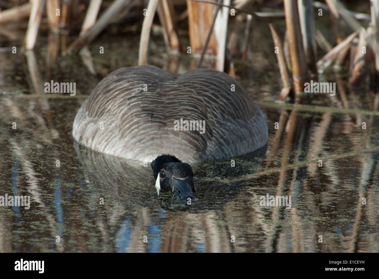 Hiding goose hi-res stock photography and images - Alamy