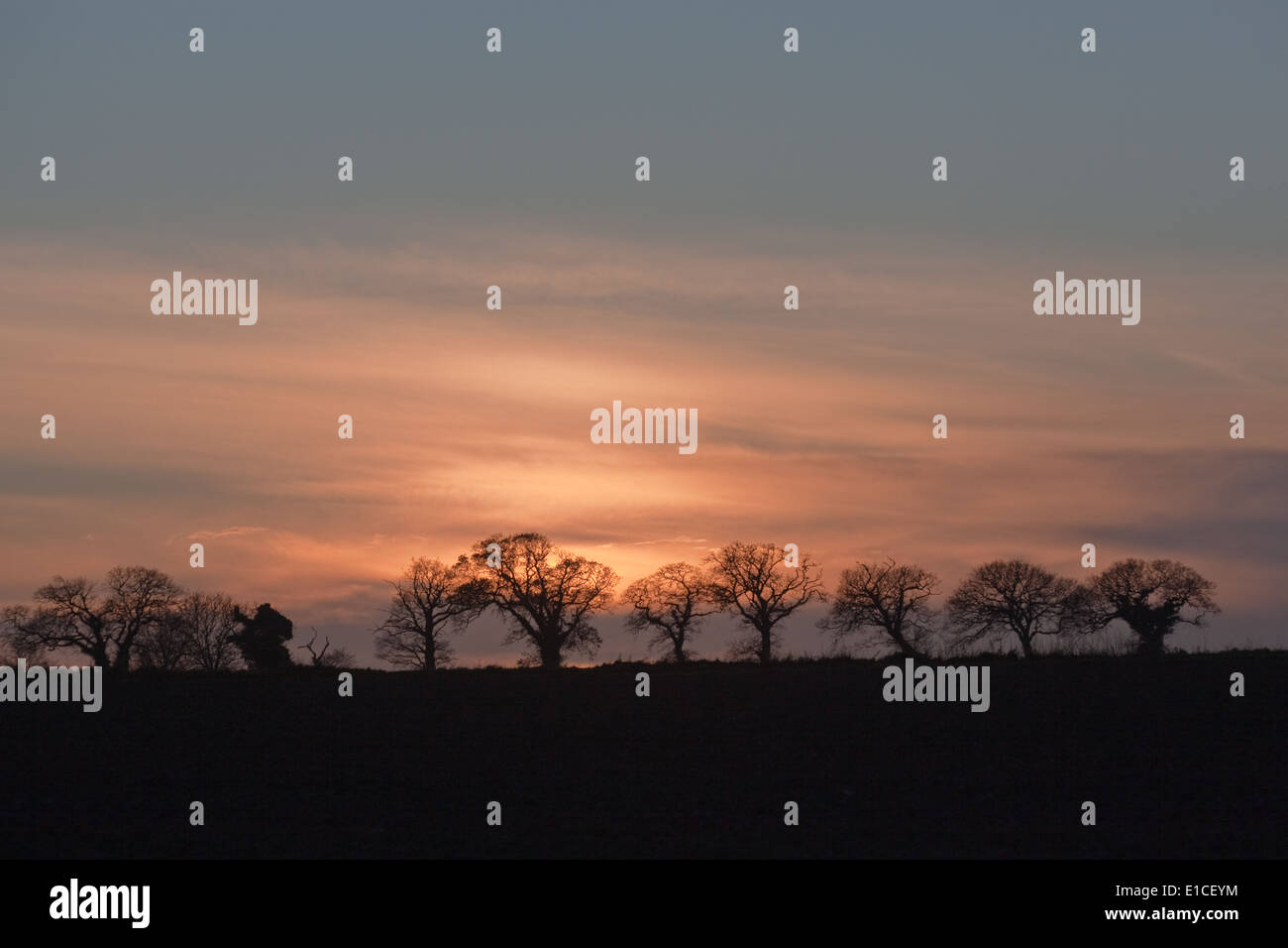 Hedgerow silhouettes hi-res stock photography and images - Alamy