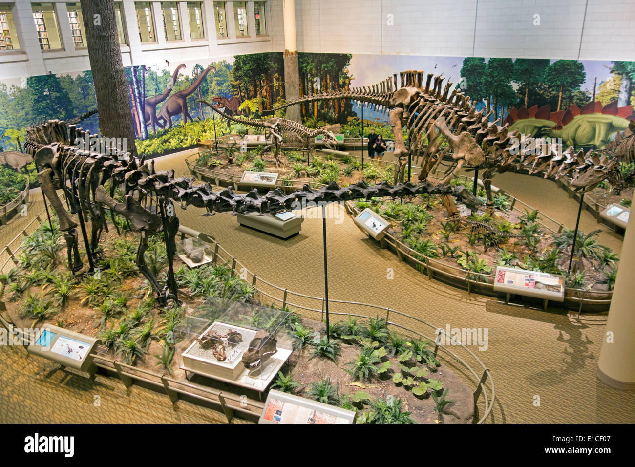 Carnegie museum of natural history in Pittsburgh PA Stock Photo - Alamy