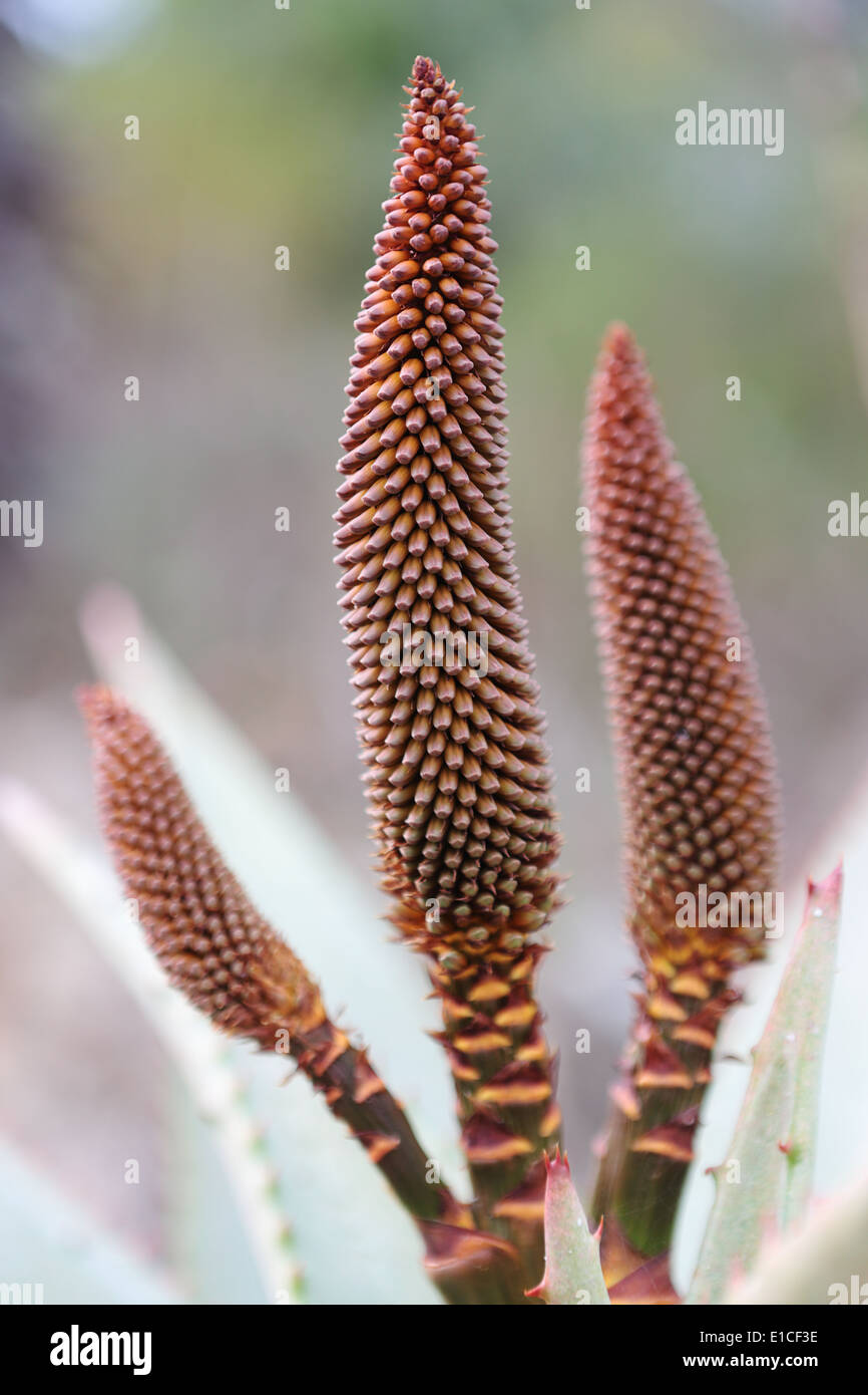 Multi headed flowers hi-res stock photography and images - Alamy