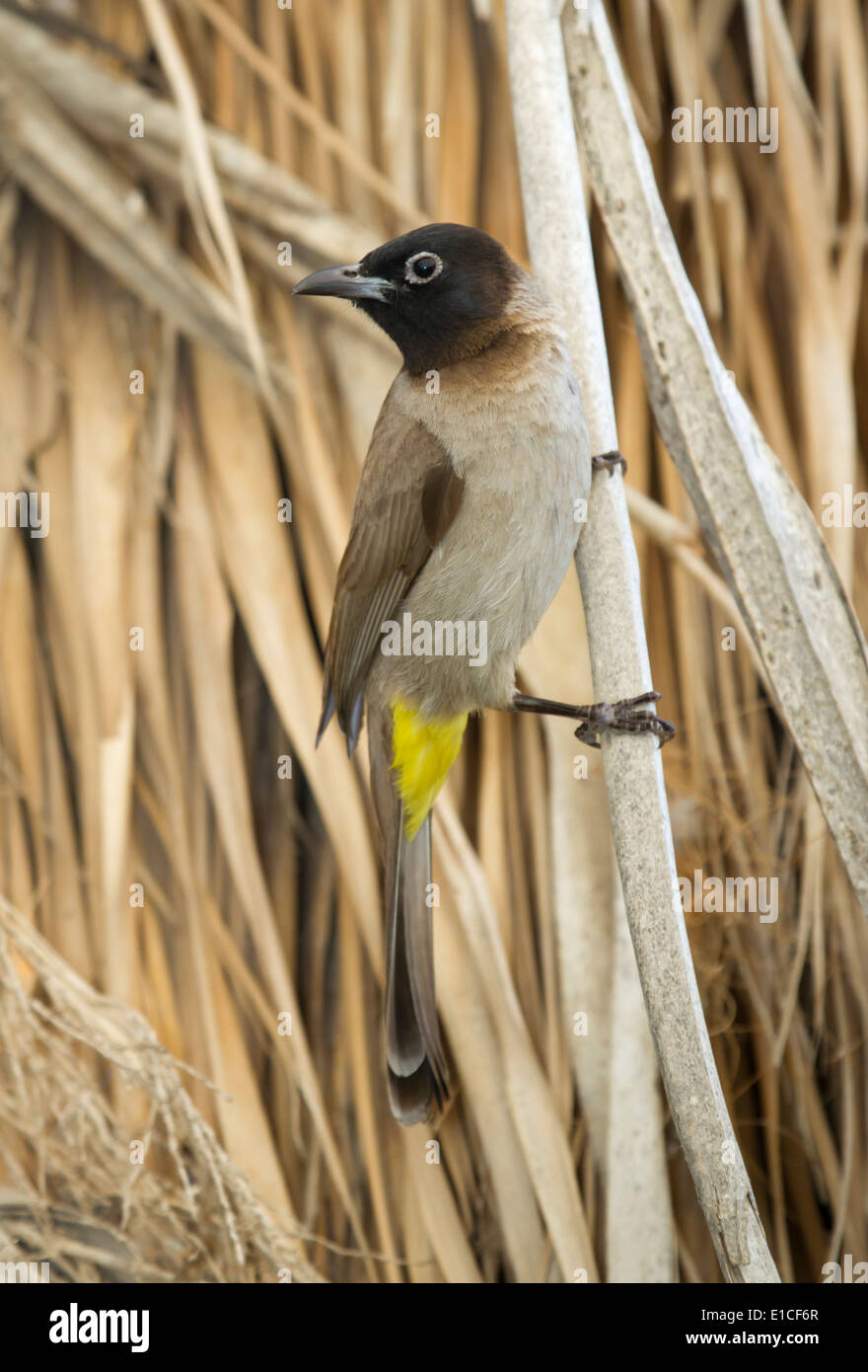 White-spectacled bulbul (Pycnonotus xanthopygos), Israel Stock Photo ...