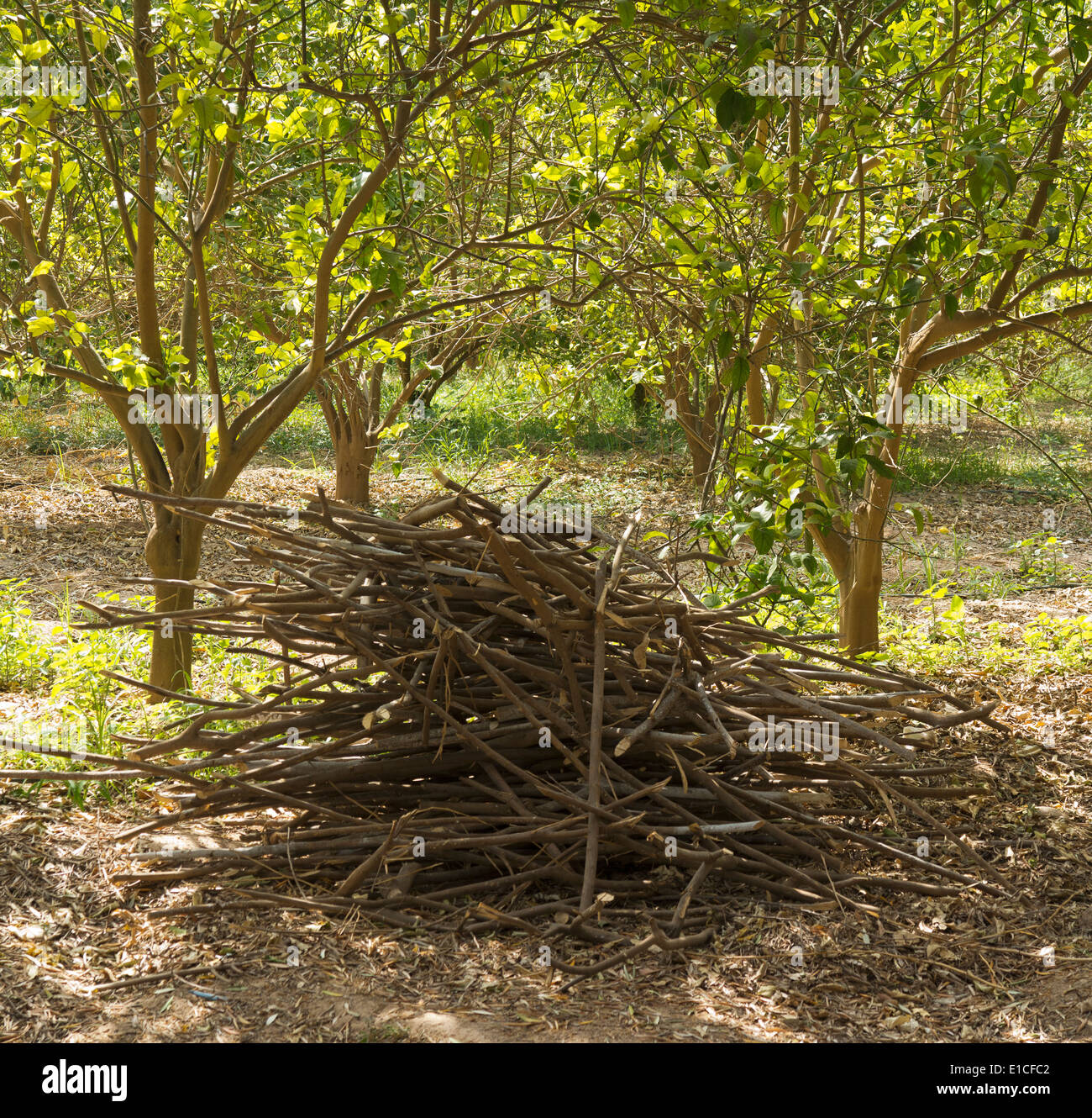 A pile of small logs stacked in an orange grove with backlight through ...