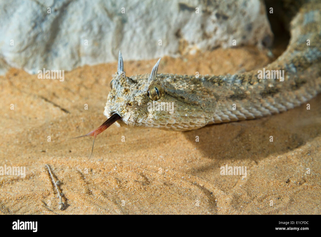 Sahara Desert Snakes