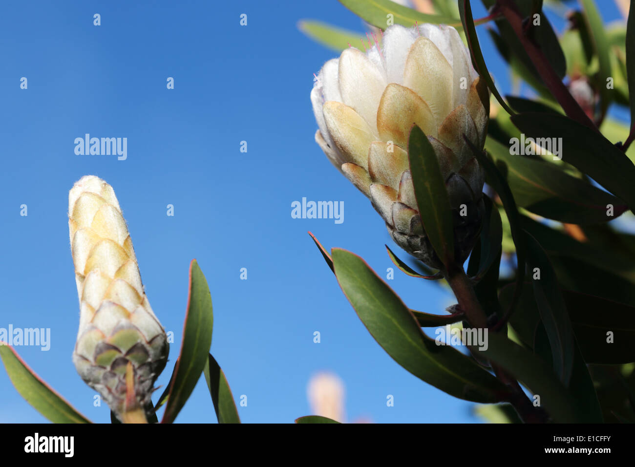 Indigenous flowers hi-res stock photography and images - Alamy