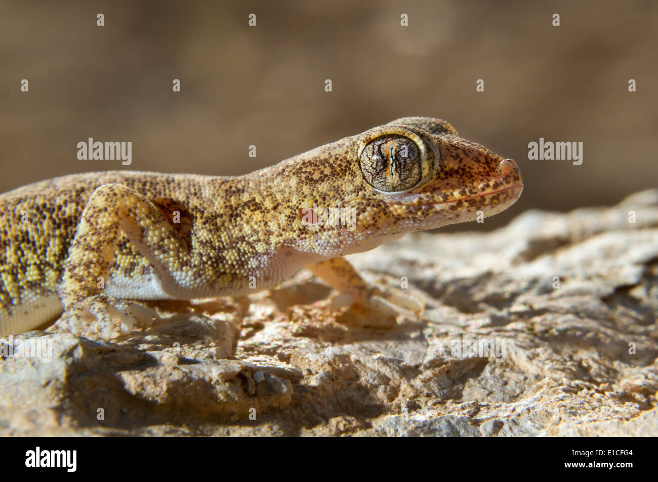 Lichtensteins short fingered gecko hi-res stock photography and images ...