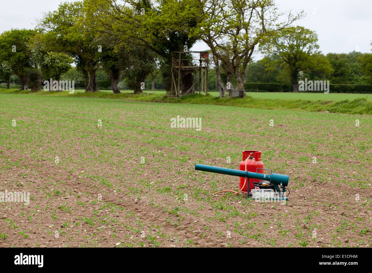 Gas gun pigeon hi-res stock photography and images - Alamy