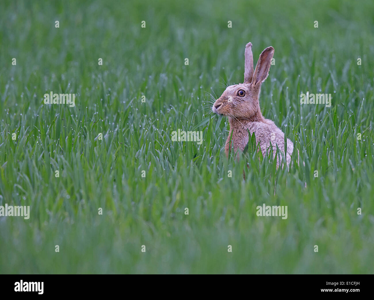 White hare hi-res stock photography and images - Alamy