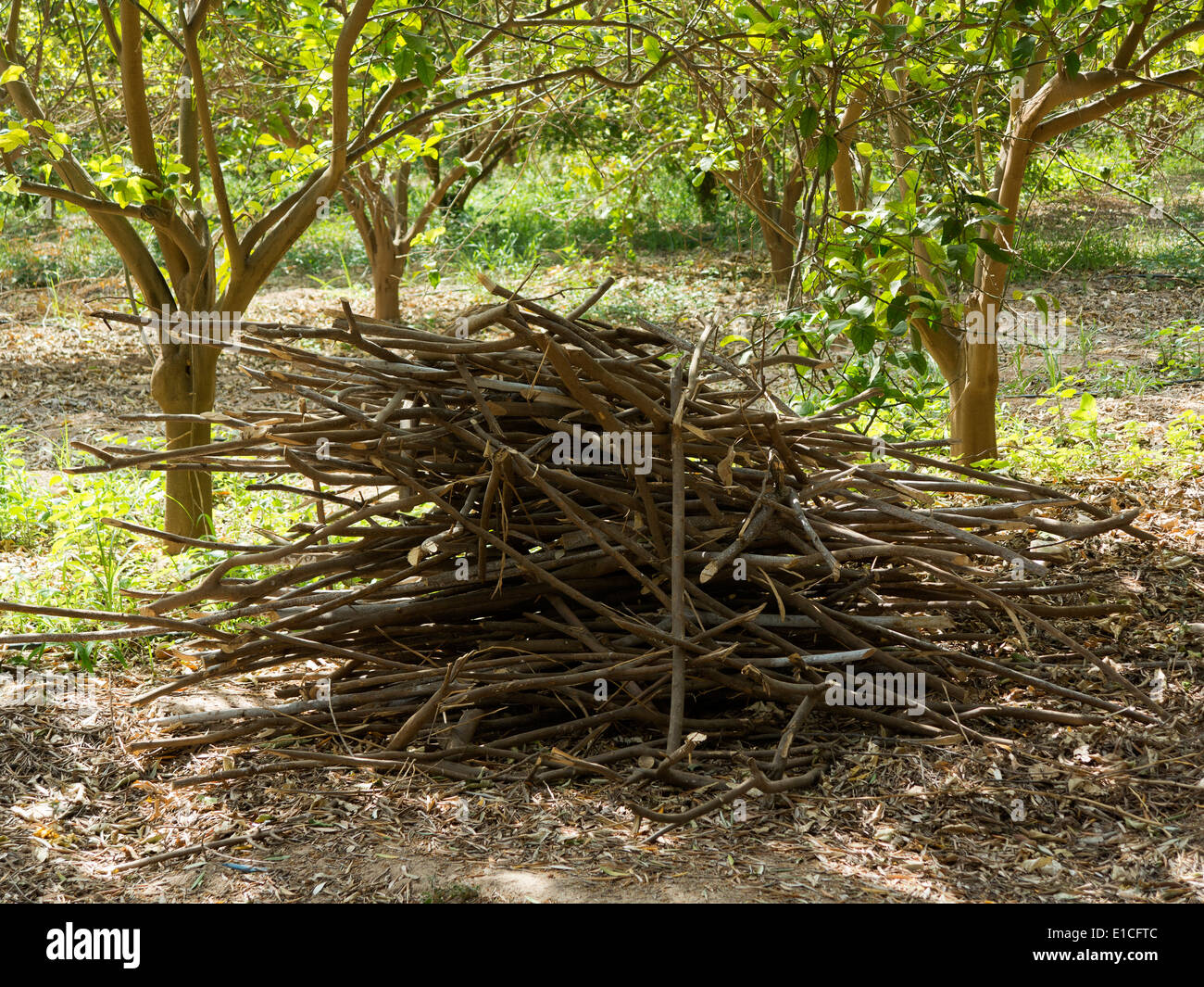 A pile of small logs stacked in an orange grove with backlight through ...