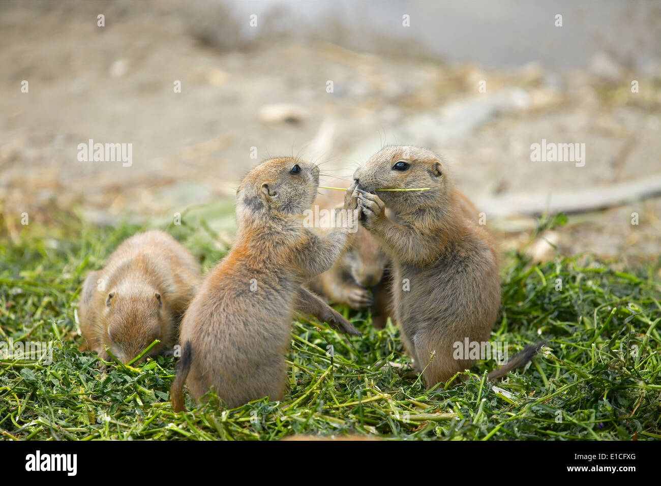 Prarie dogs hi-res stock photography and images - Alamy