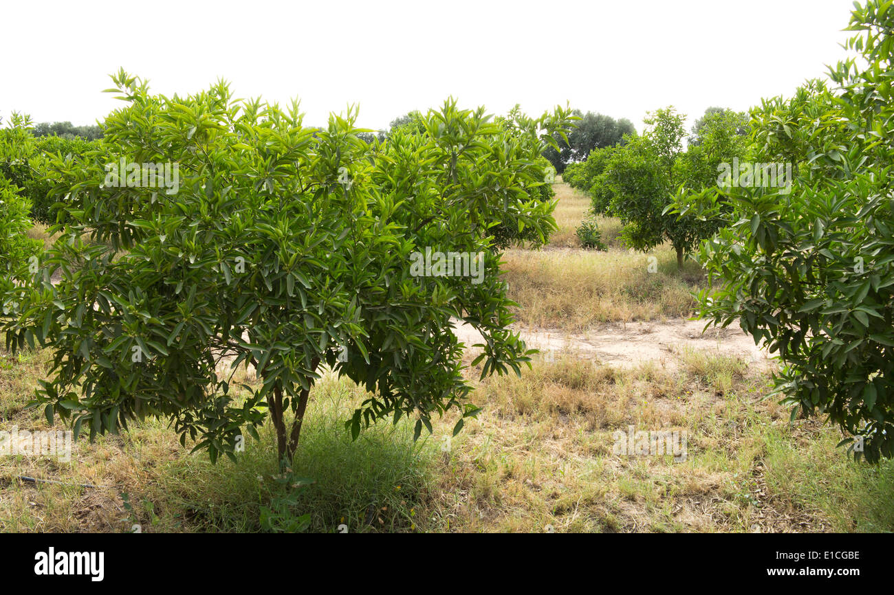 Orange trees in a plantation in rows all without fruit Stock Photo - Alamy