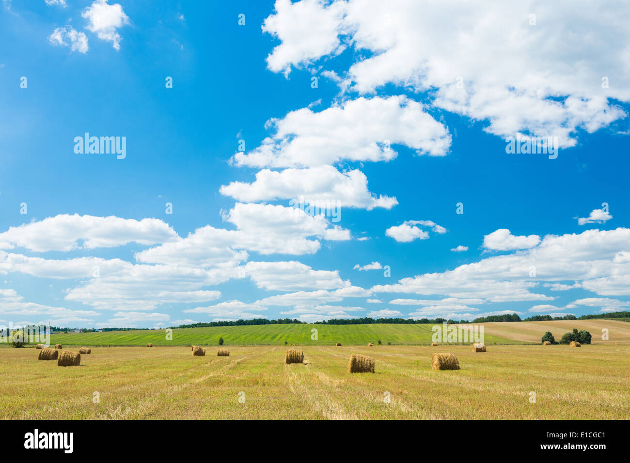 Fresh hay rolls lying in a field under a cloudy blue sky Stock Photo ...