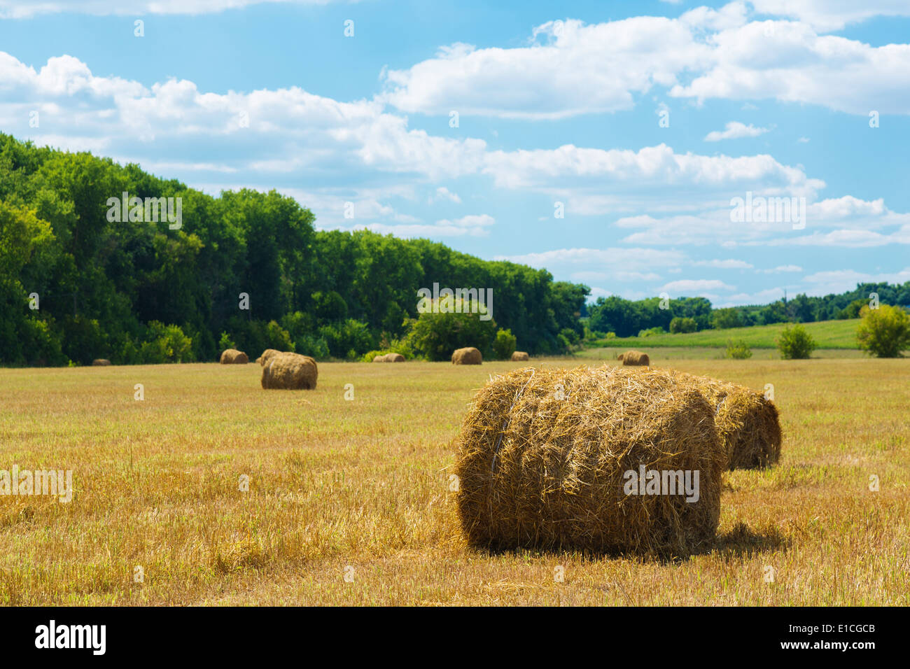 Fresh hay rolls lying in a field under a cloudy blue sky Stock Photo ...