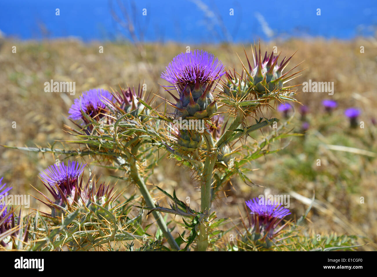 Thistle plant at Ħaġar Qim & Mnajdra Archaeological Park, Qrendi, South ...