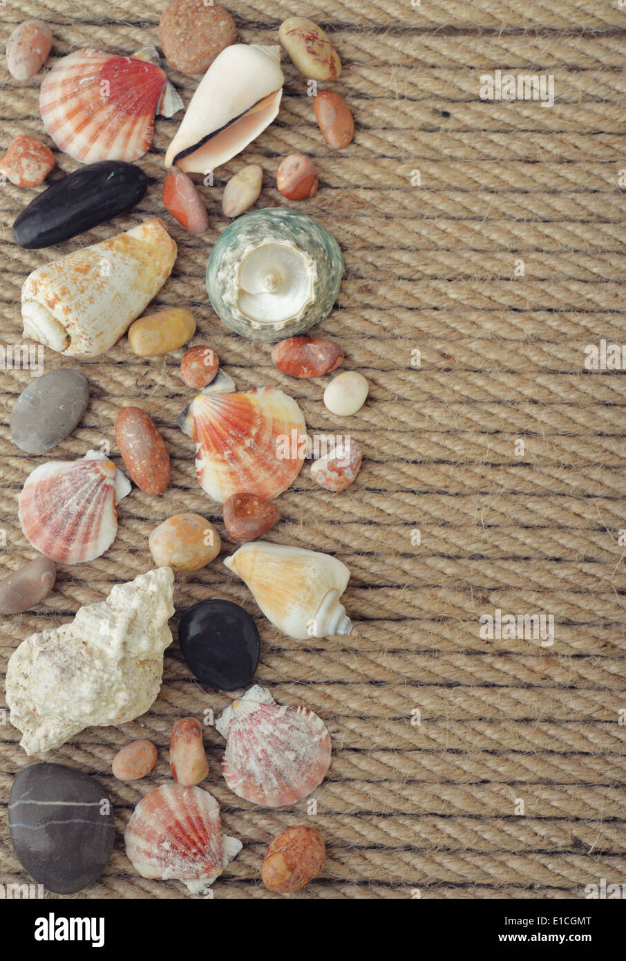 Row sea shells on white hi-res stock photography and images - Alamy