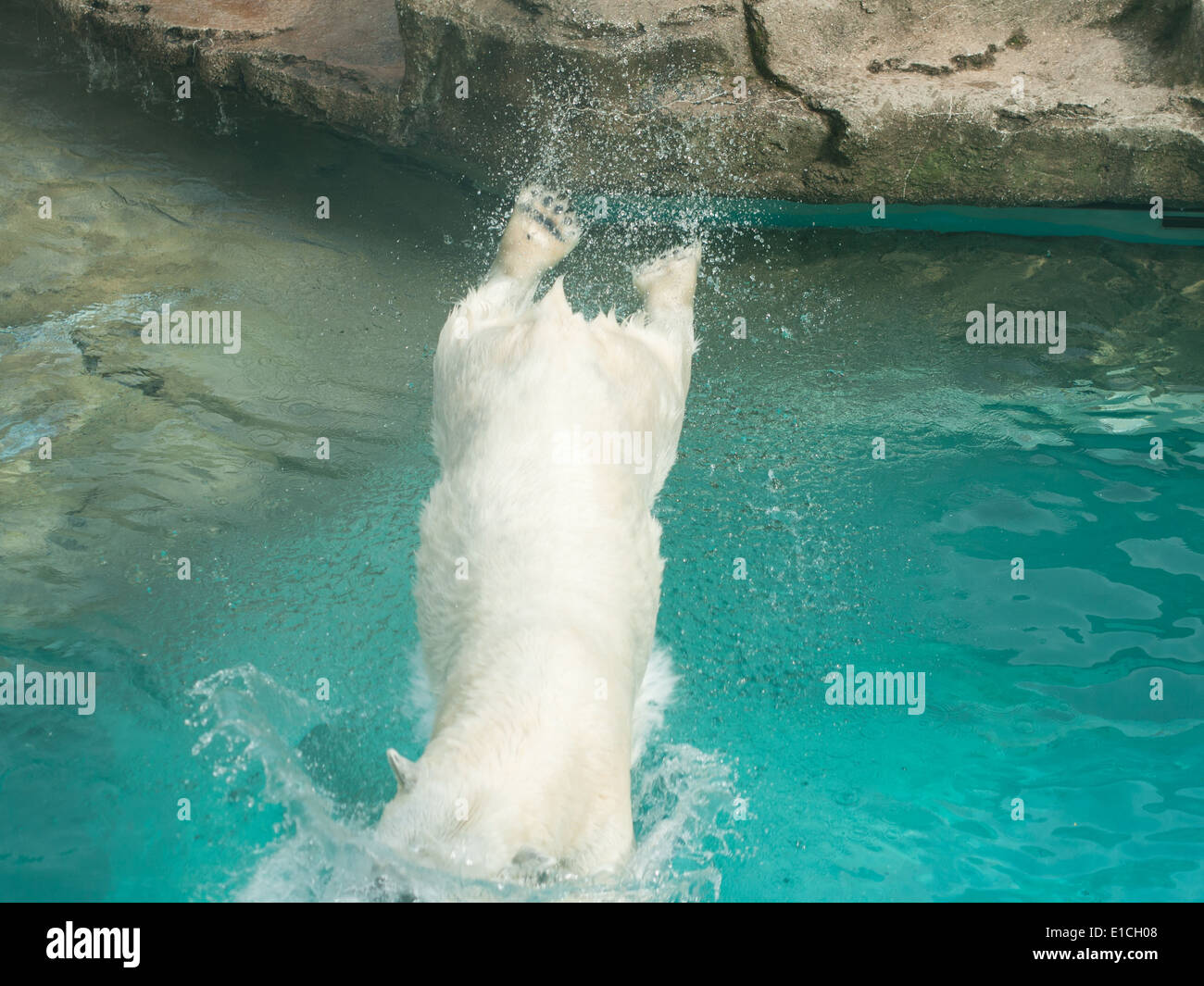 Zoo polar bear diving hi-res stock photography and images - Alamy