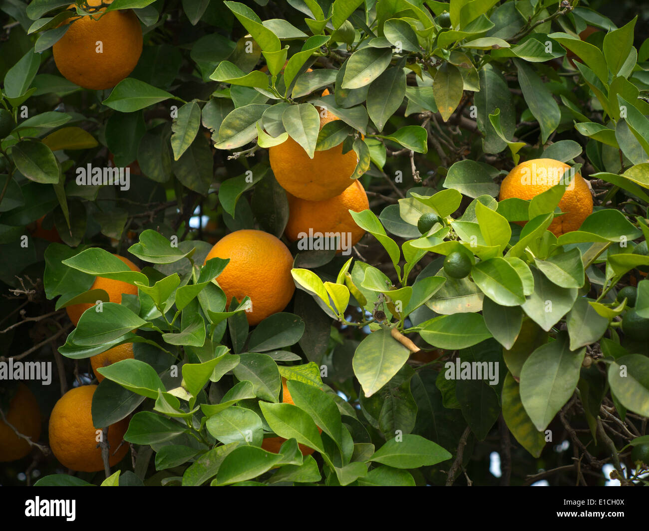 Close up detail of orange tree and fruit Stock Photo - Alamy