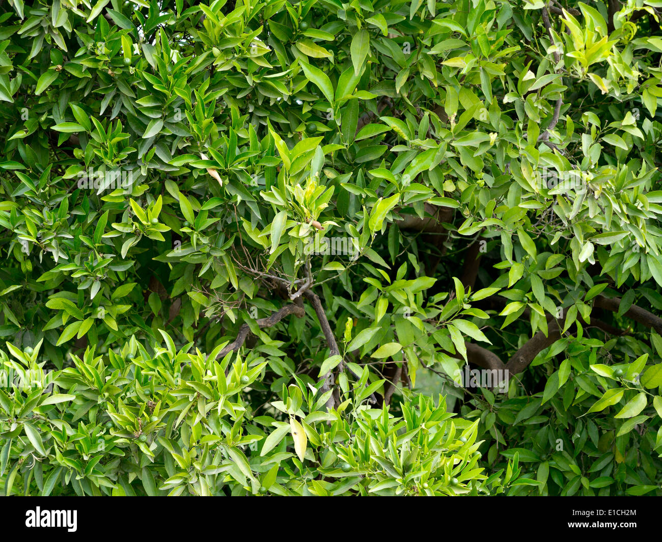 Close up detail of orange tree without fruit Stock Photo - Alamy
