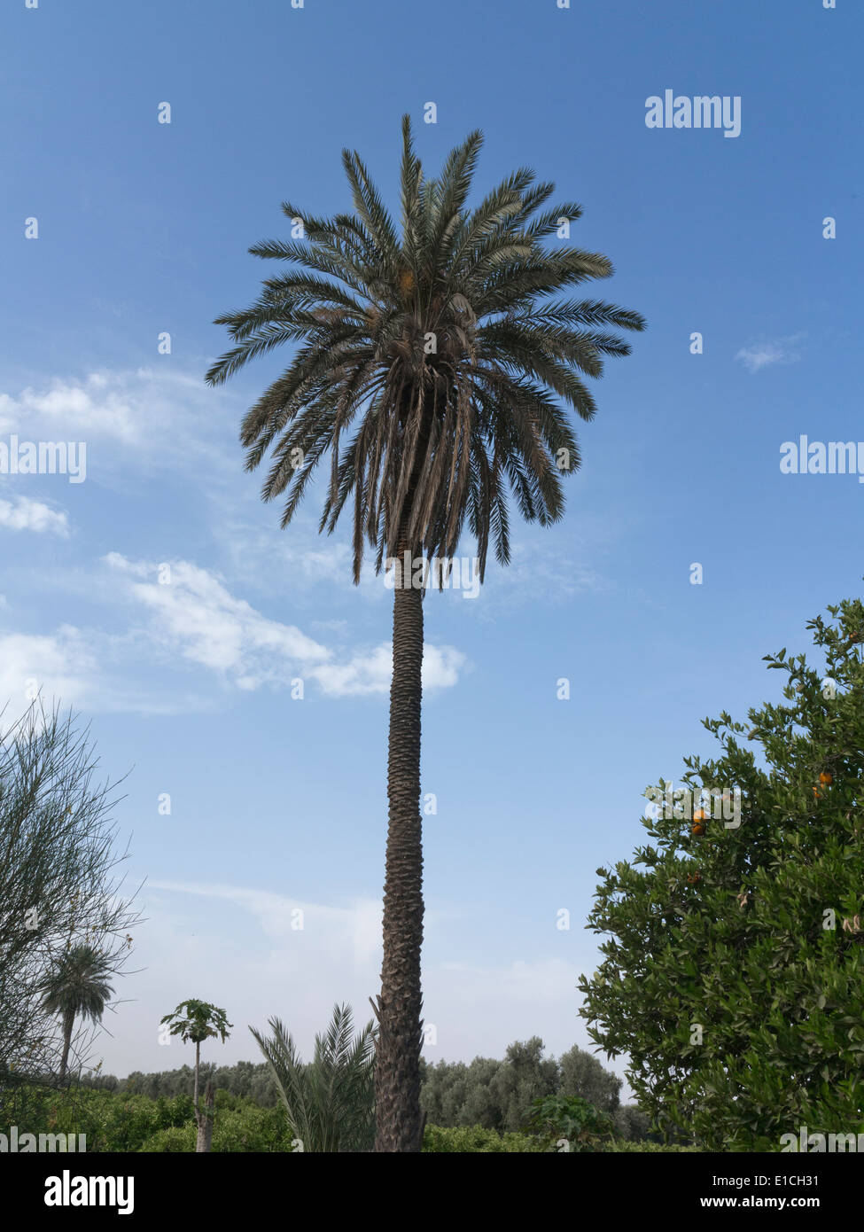Date palm tree head hi-res stock photography and images - Alamy
