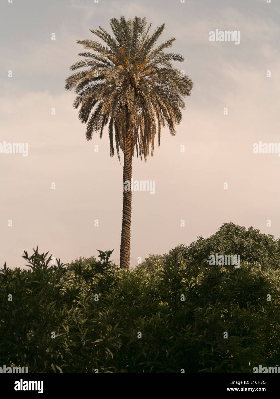 Single date palm hi-res stock photography and images - Alamy