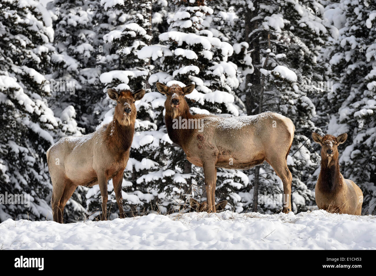 Three wild female elk standing on a snow covered hill alert looking ...