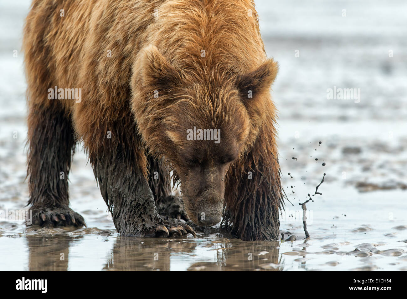 Brown grizzly bear digging clams hi-res stock photography and images ...