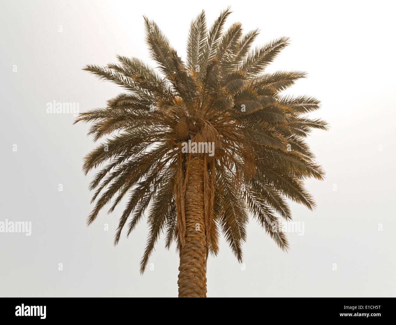 Single date palm head against a white sky. No fruit Stock Photo - Alamy