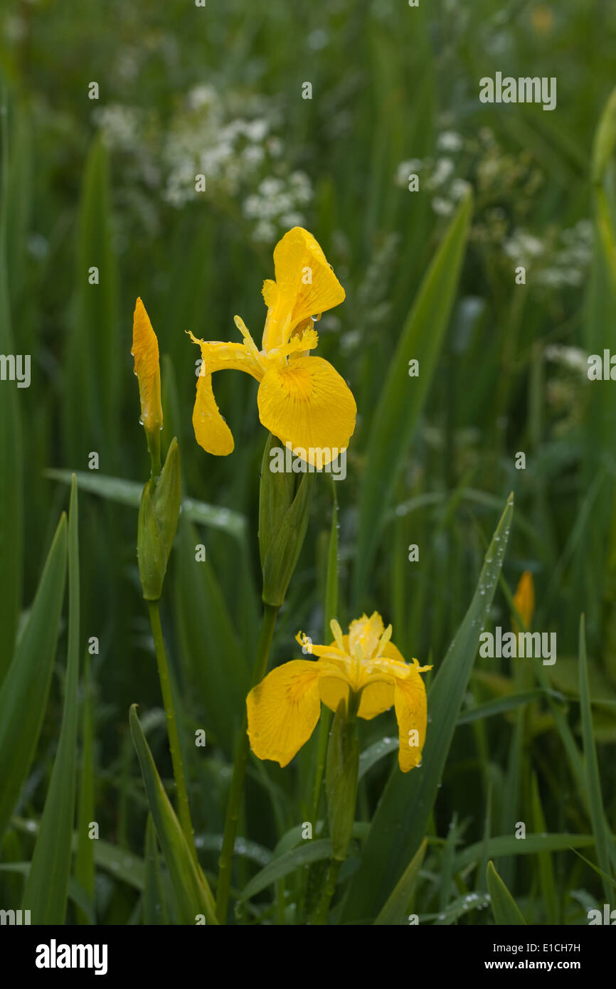 Portrait format yellow iris hi-res stock photography and images - Alamy