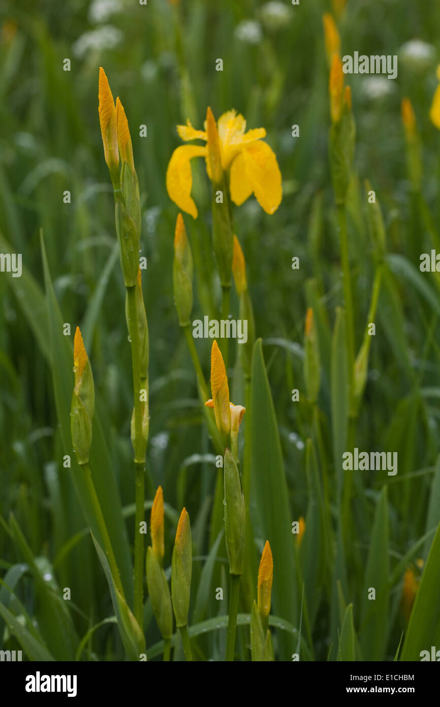 Portrait format yellow iris hi-res stock photography and images - Alamy