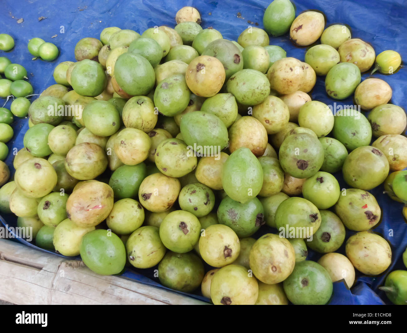 Guava fruit hi-res stock photography and images - Alamy