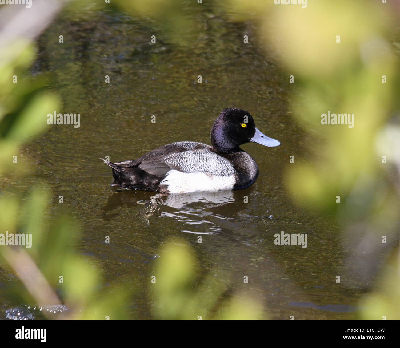 Greater scaup bluebill duck hi-res stock photography and images - Alamy