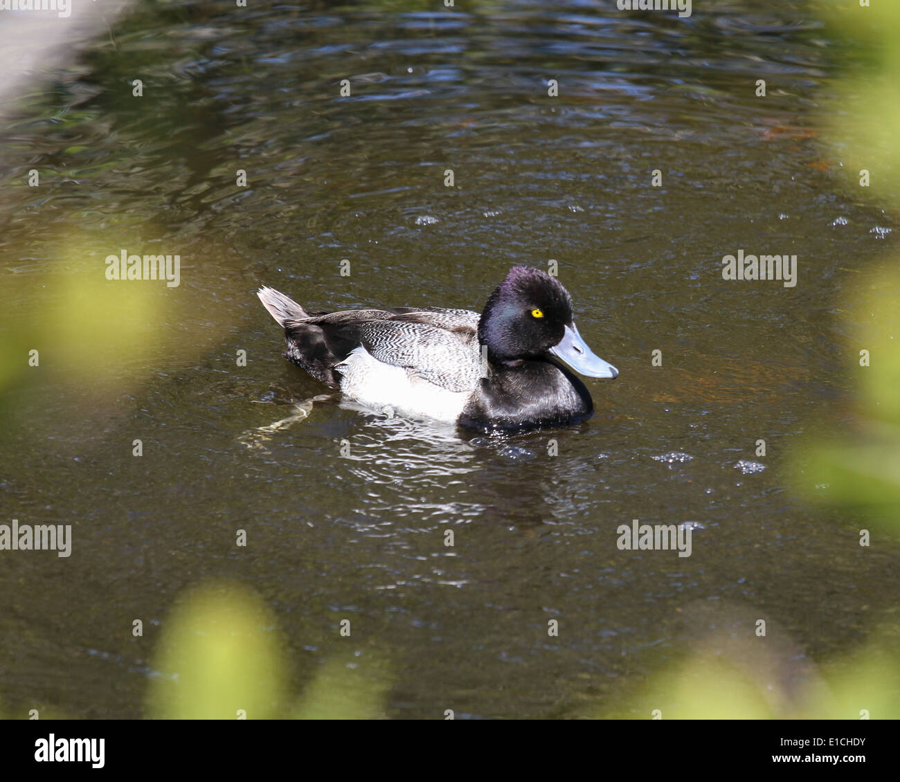 Greater scaup bluebill duck hi-res stock photography and images - Alamy