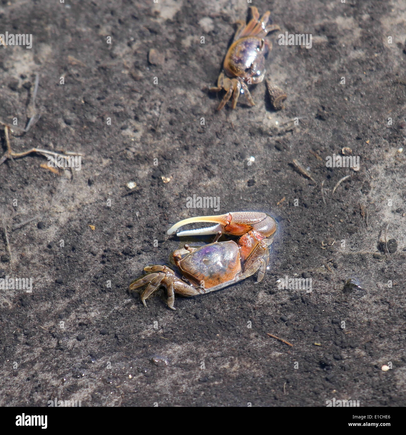 Fiddler Crabs on mudflat Stock Photo - Alamy