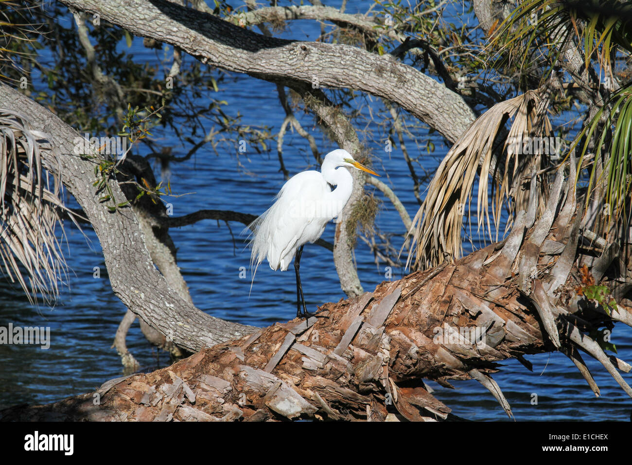 Eastern Great Egret Stock Photo - Alamy