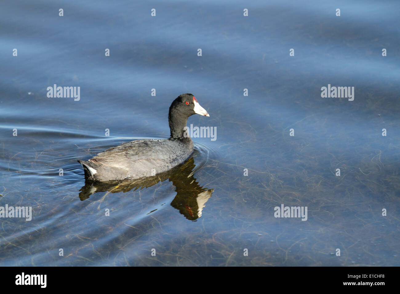 American coot duck hi-res stock photography and images - Alamy