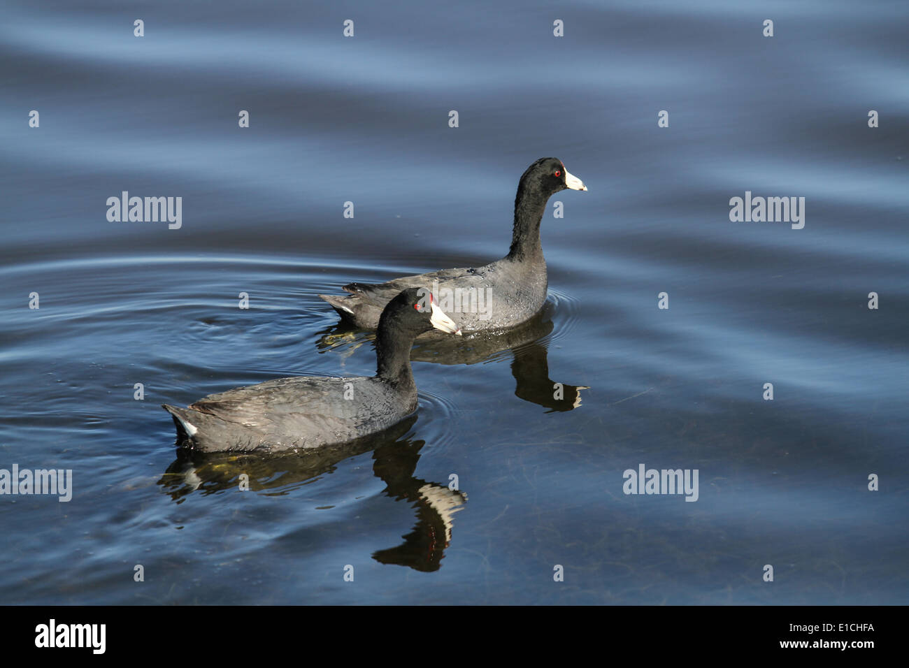 American coots hi-res stock photography and images - Alamy