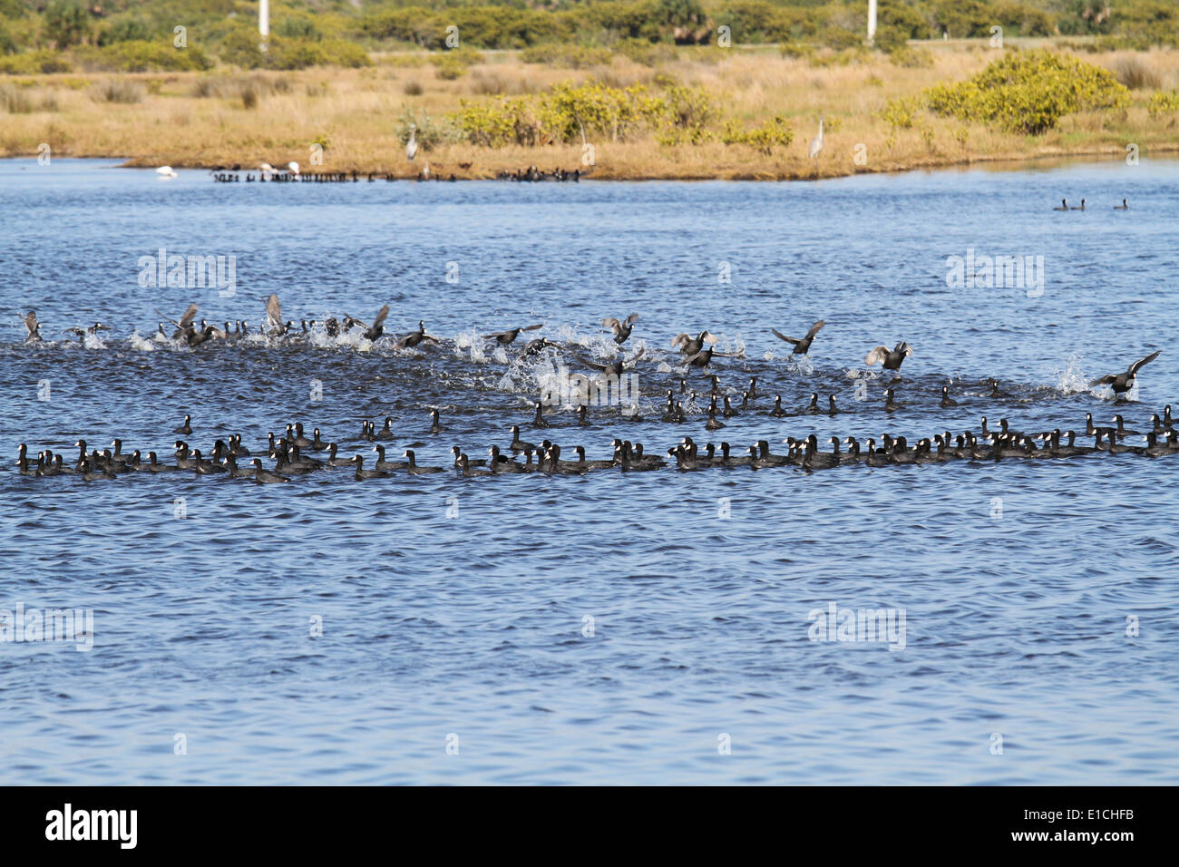 American coots hi-res stock photography and images - Alamy