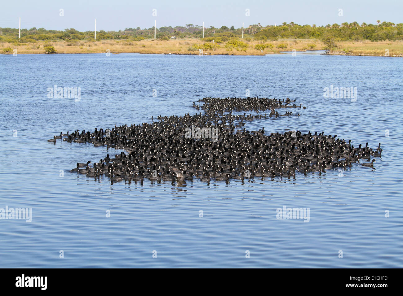 Rafted flock of American Coots Stock Photo - Alamy