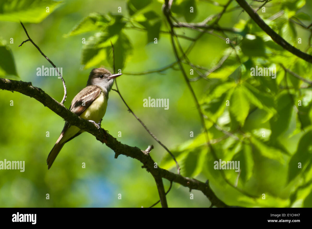 Great Crested Flycatcher Stock Photo - Alamy