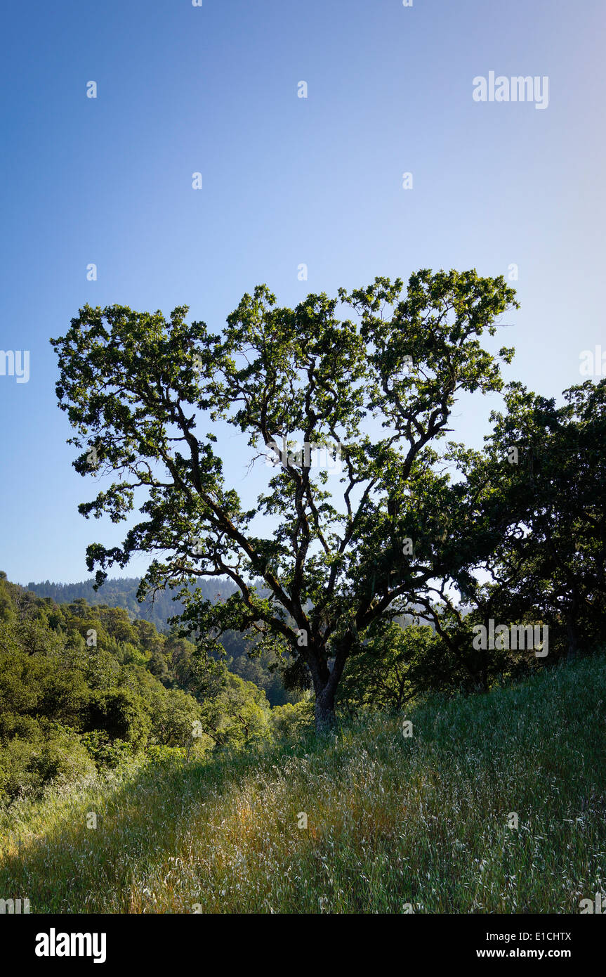 Windy Hill Open Space Preserve Area Stock Photo - Alamy