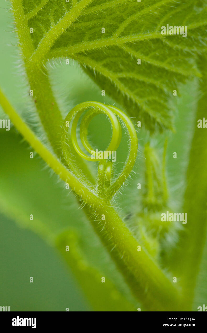 Plant tendrils hi-res stock photography and images - Alamy