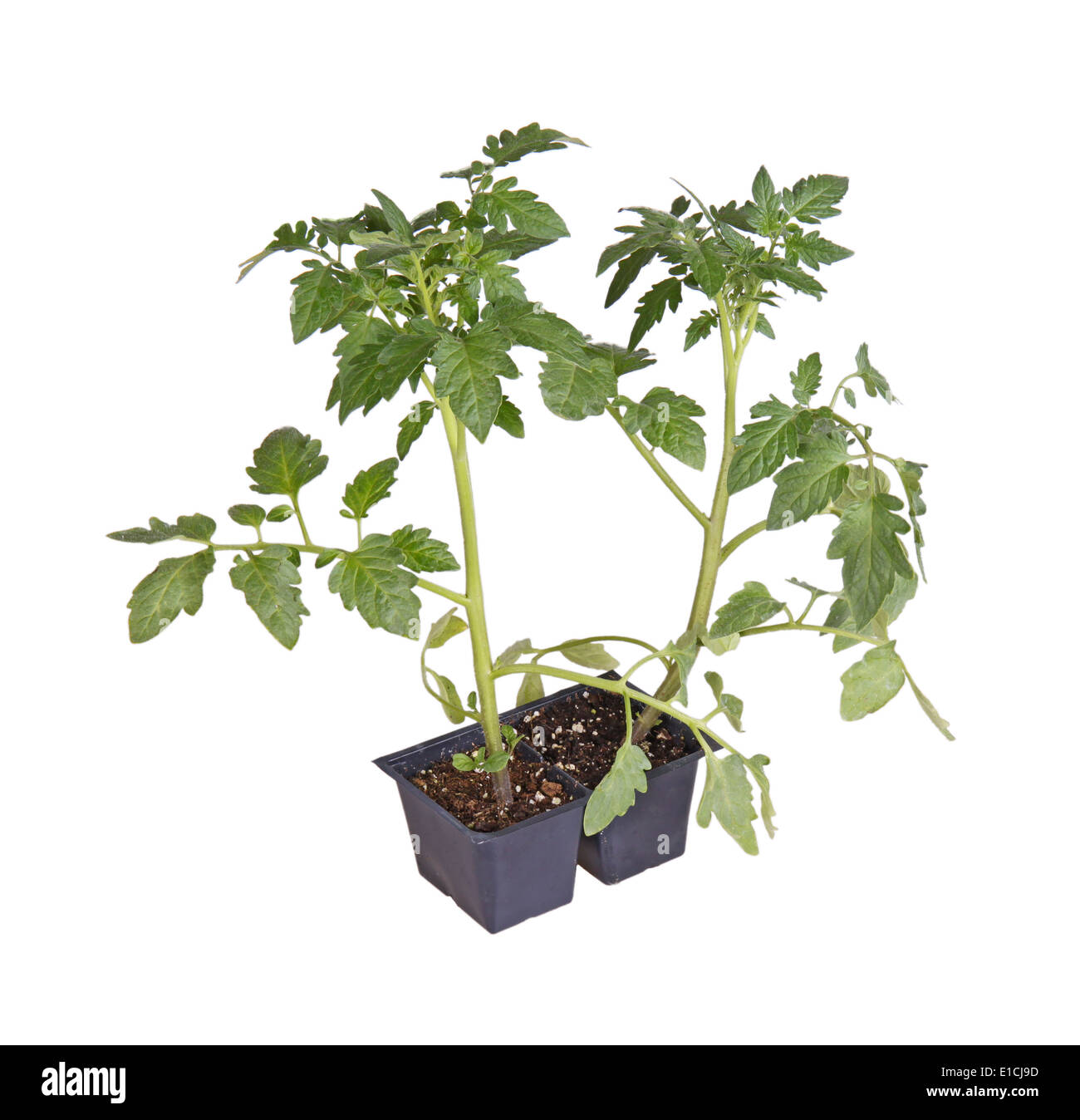 Tomato seedlings ready for transplanting Stock Photo - Alamy
