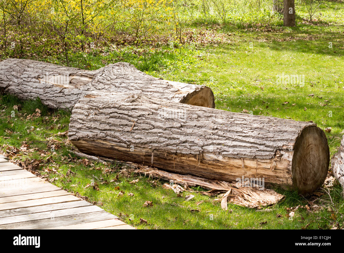 Chopped down tree trunk hi-res stock photography and images - Alamy