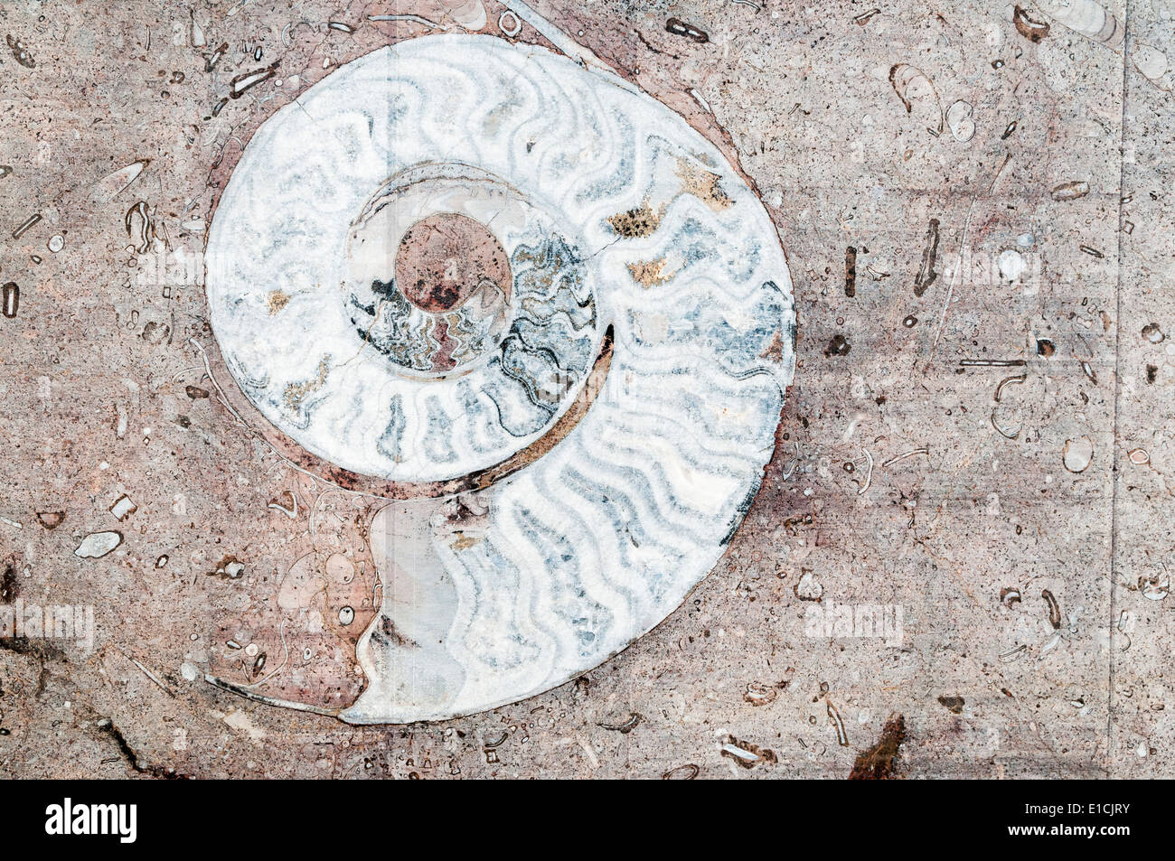 Fossil erfoud morocco africa hi-res stock photography and images - Alamy