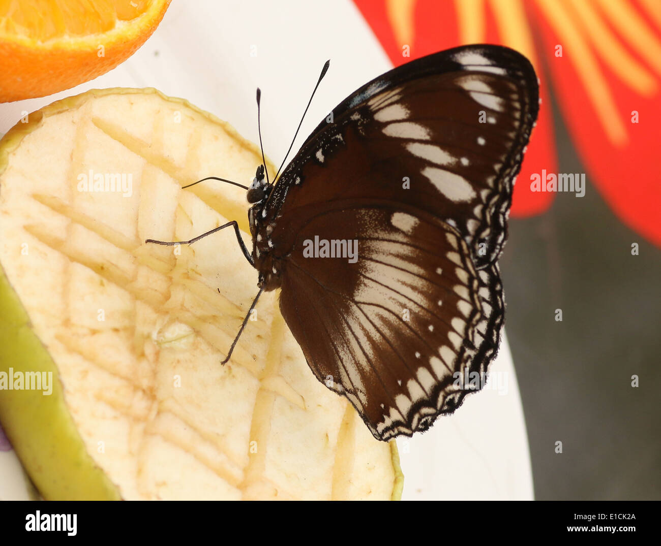 The Male Great common eggfly butterfly (Hypolimnas bolina) feeding on ...