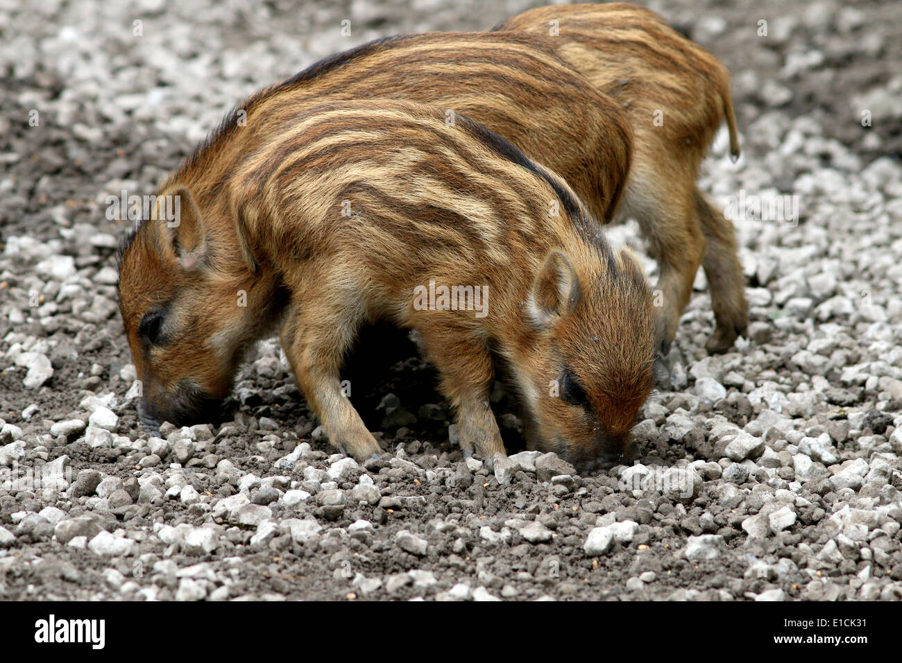 Close-up of a trio of wild boar piglets (Sus Scrofa Stock Photo - Alamy