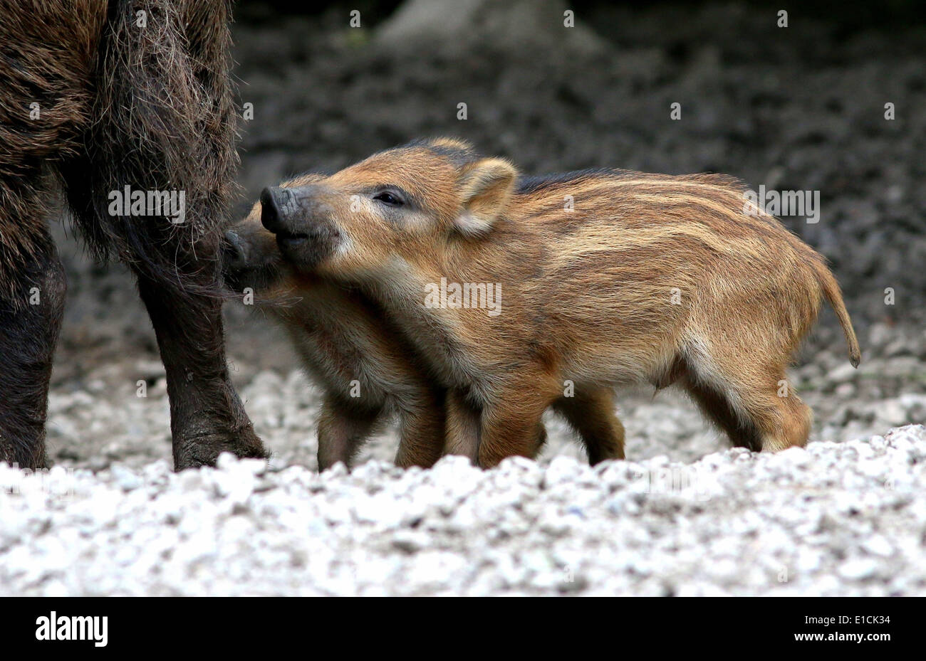 Pair of young boars hi-res stock photography and images - Alamy