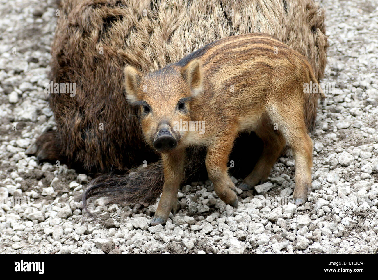 Close-up of a wild boar piglet (Sus Scrofa Stock Photo - Alamy