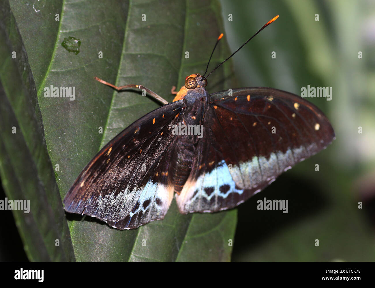Male Common Archduke butterfly (Lexias pardalis Stock Photo - Alamy