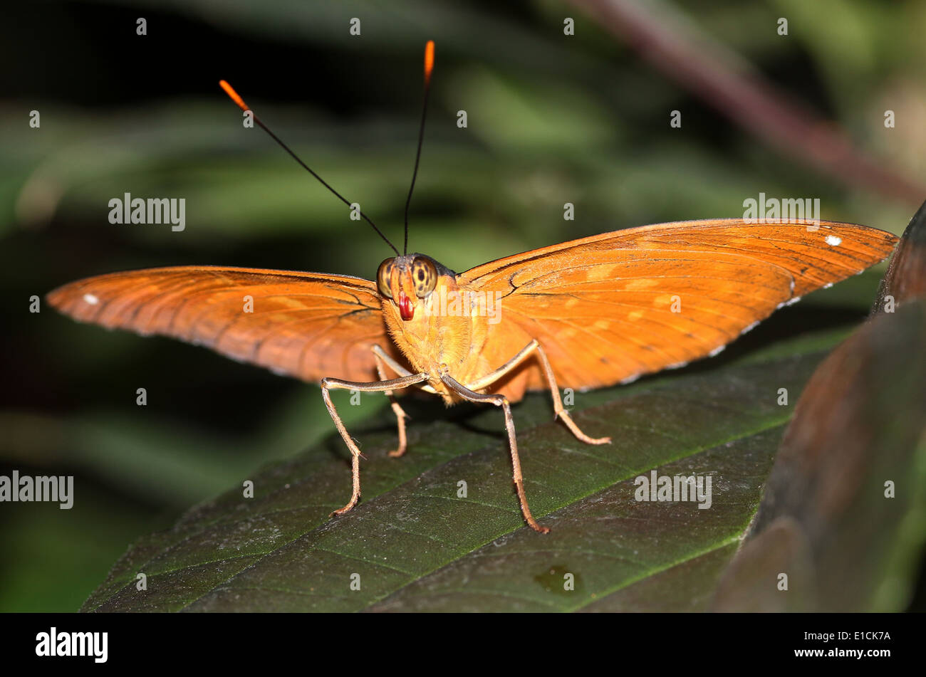 Male archduke butterfly hi-res stock photography and images - Alamy