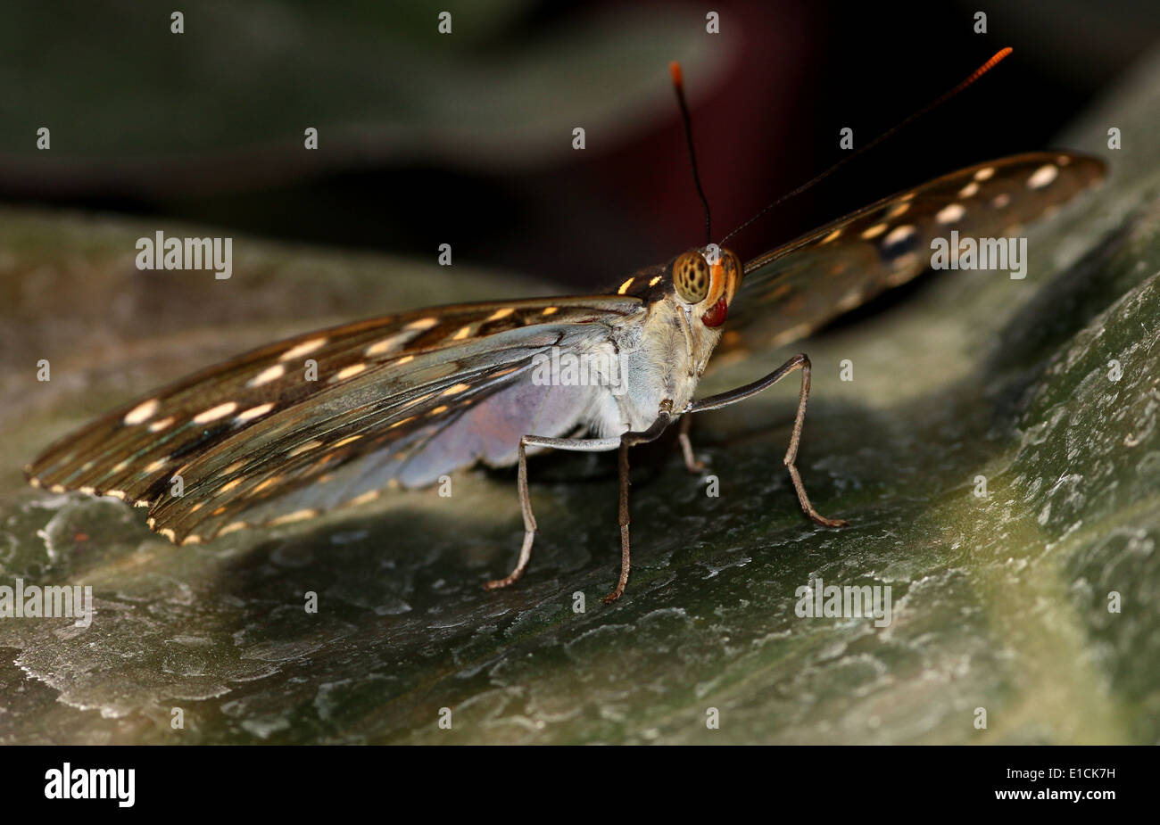 Female common archduke hi-res stock photography and images - Alamy